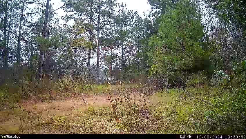 WiseEye Dc2+Solar Panel. Sportsman Discount Calculated at check out ...